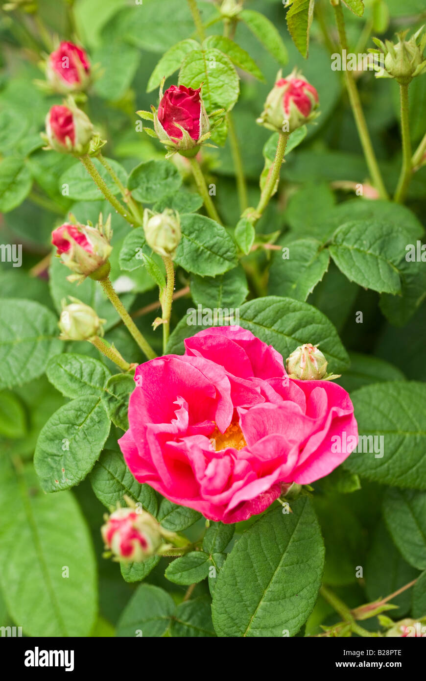 Rosa gallica officinalis hi-res stock photography and images - Alamy
