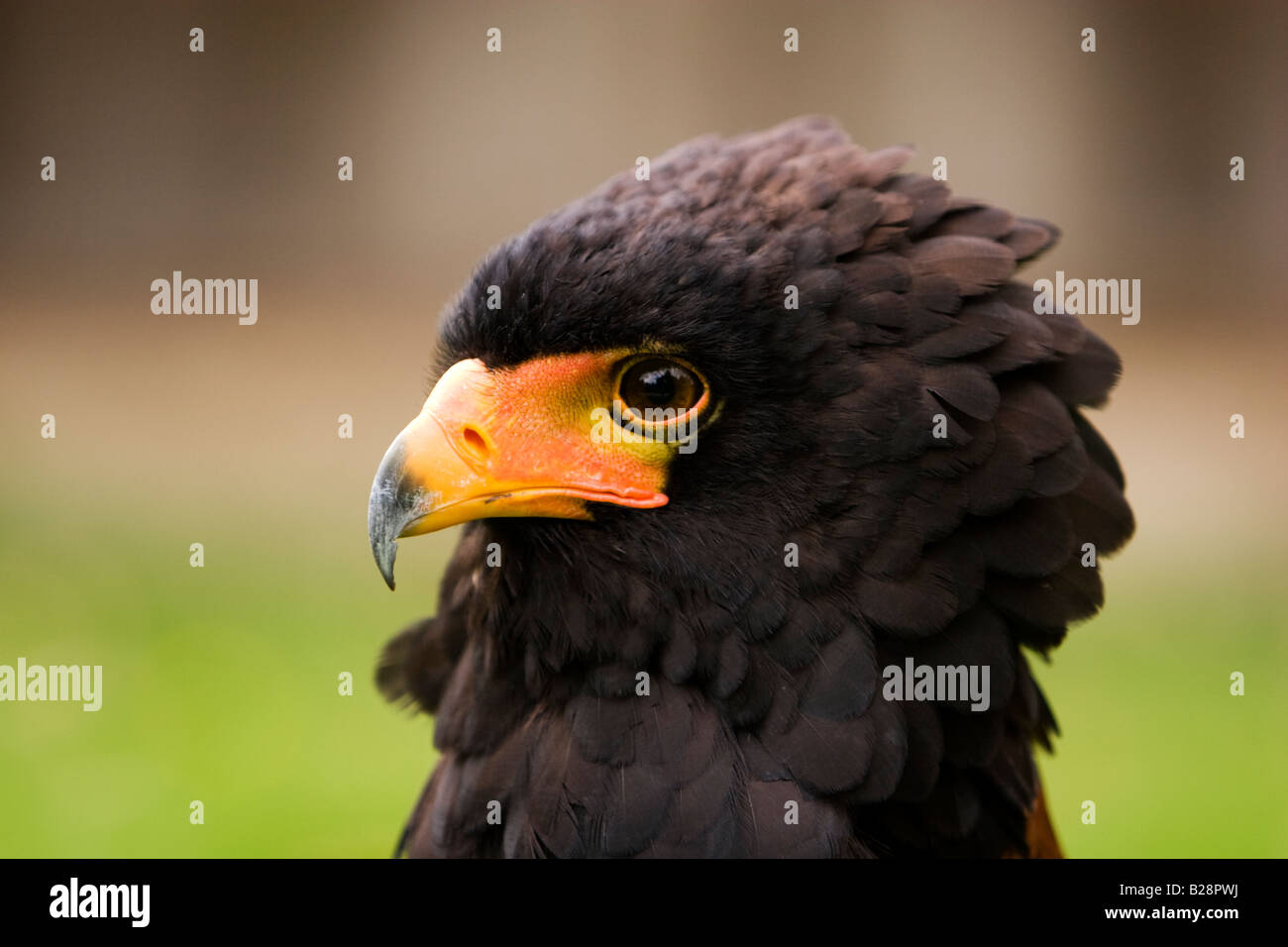 Bateleur eagle (terathopius ecaudatus) hi-res stock photography and ...