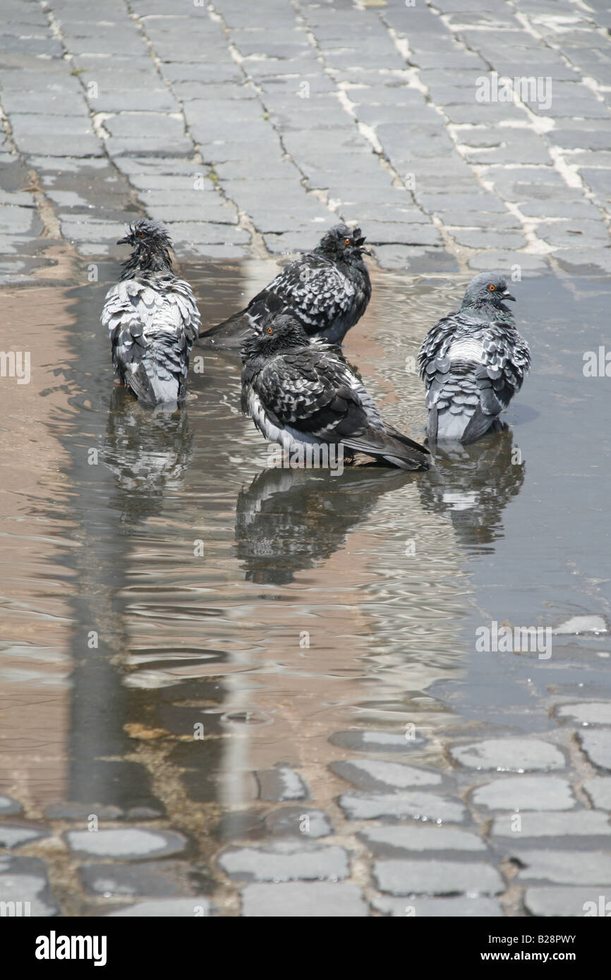 pigeons bathing in water puddle on street in town Stock Photo - Alamy