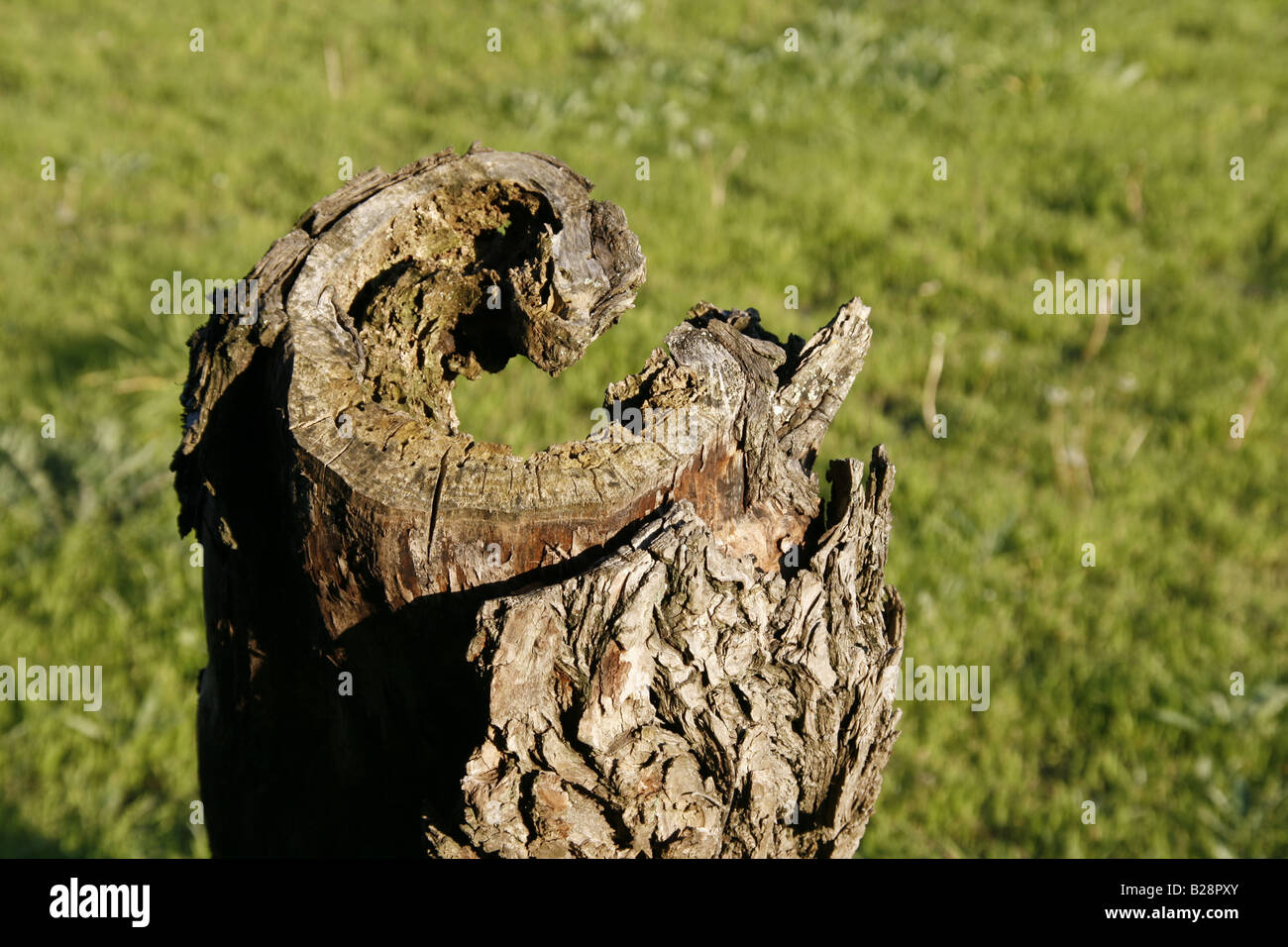 Empty vacant concept countryside tree hi-res stock photography and ...