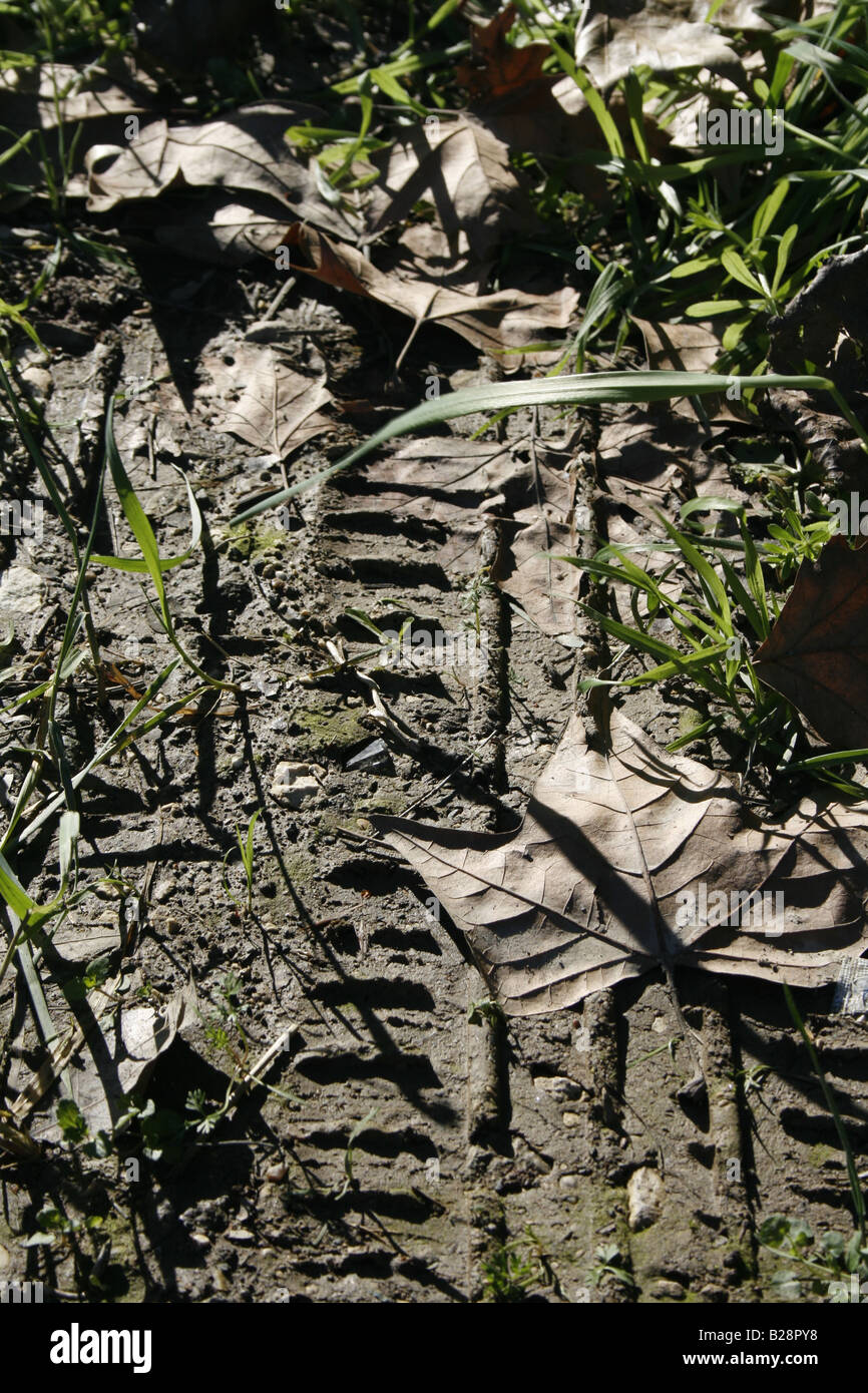 car tyre tracks crossing mud in field in country Stock Photo - Alamy
