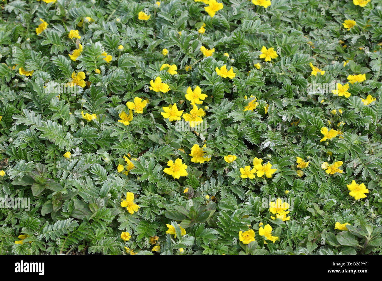 SILVERWEED Potentilla anserina PLANTS IN FLOWER Stock Photo - Alamy