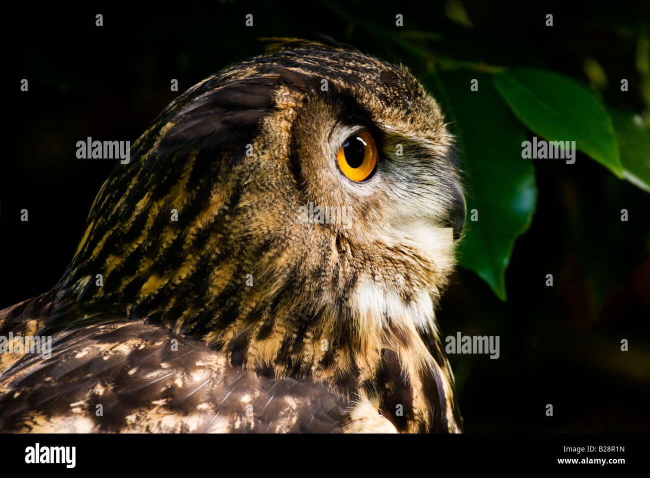 European Eagle Owl, Bubo Bubo Stock Photo - Alamy