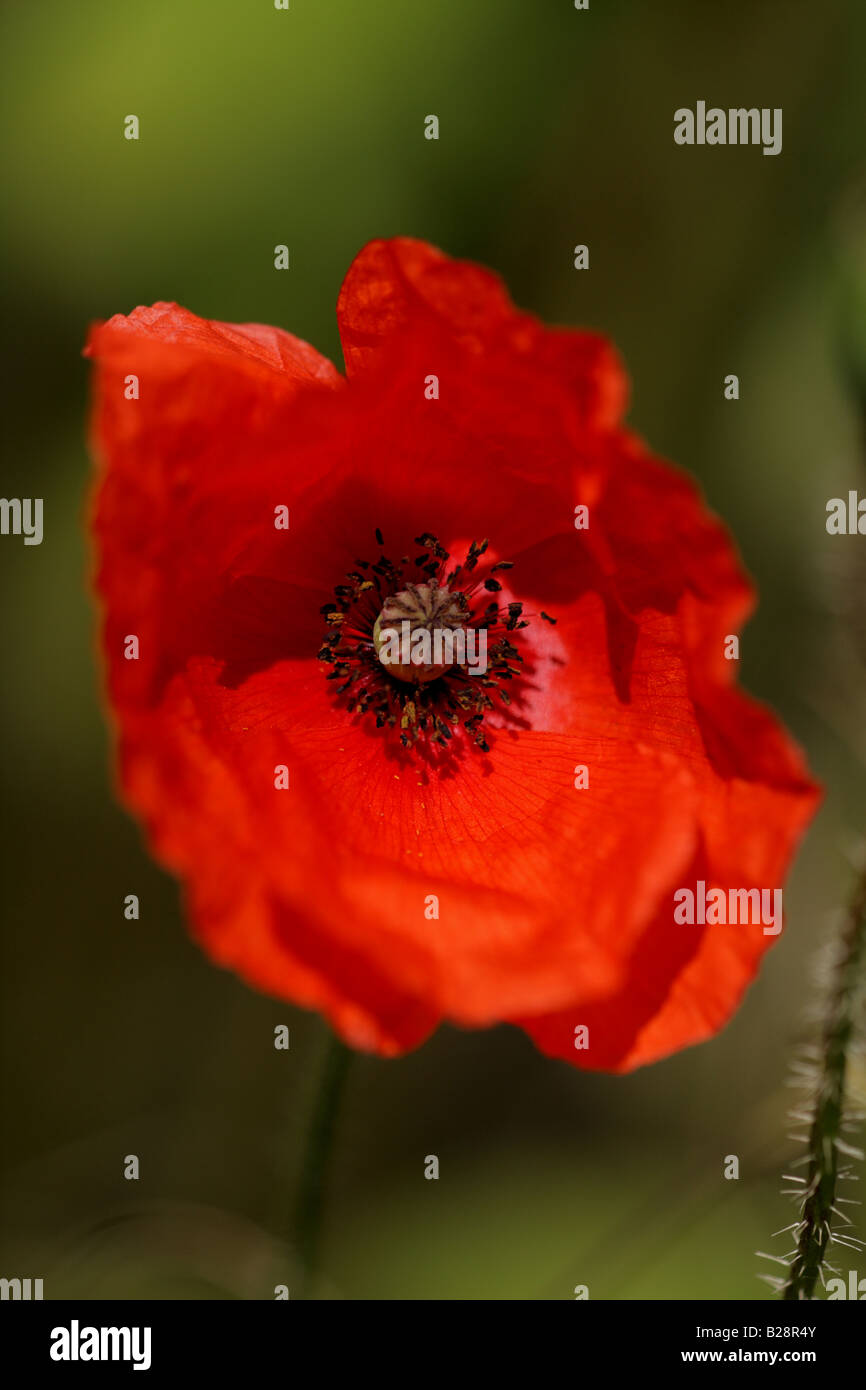 Somme poppy field hi-res stock photography and images - Alamy