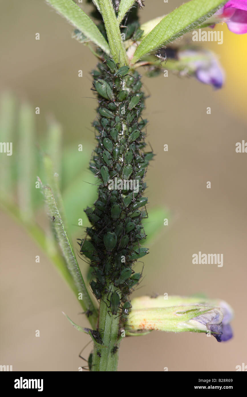 Vetch plant hi-res stock photography and images - Alamy