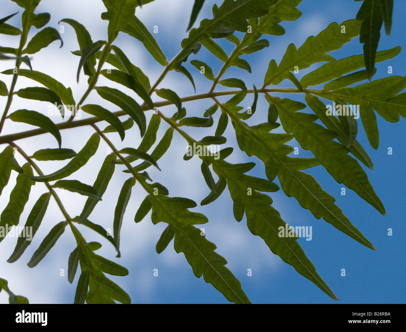 Rhus typhina dissecta hi-res stock photography and images - Alamy