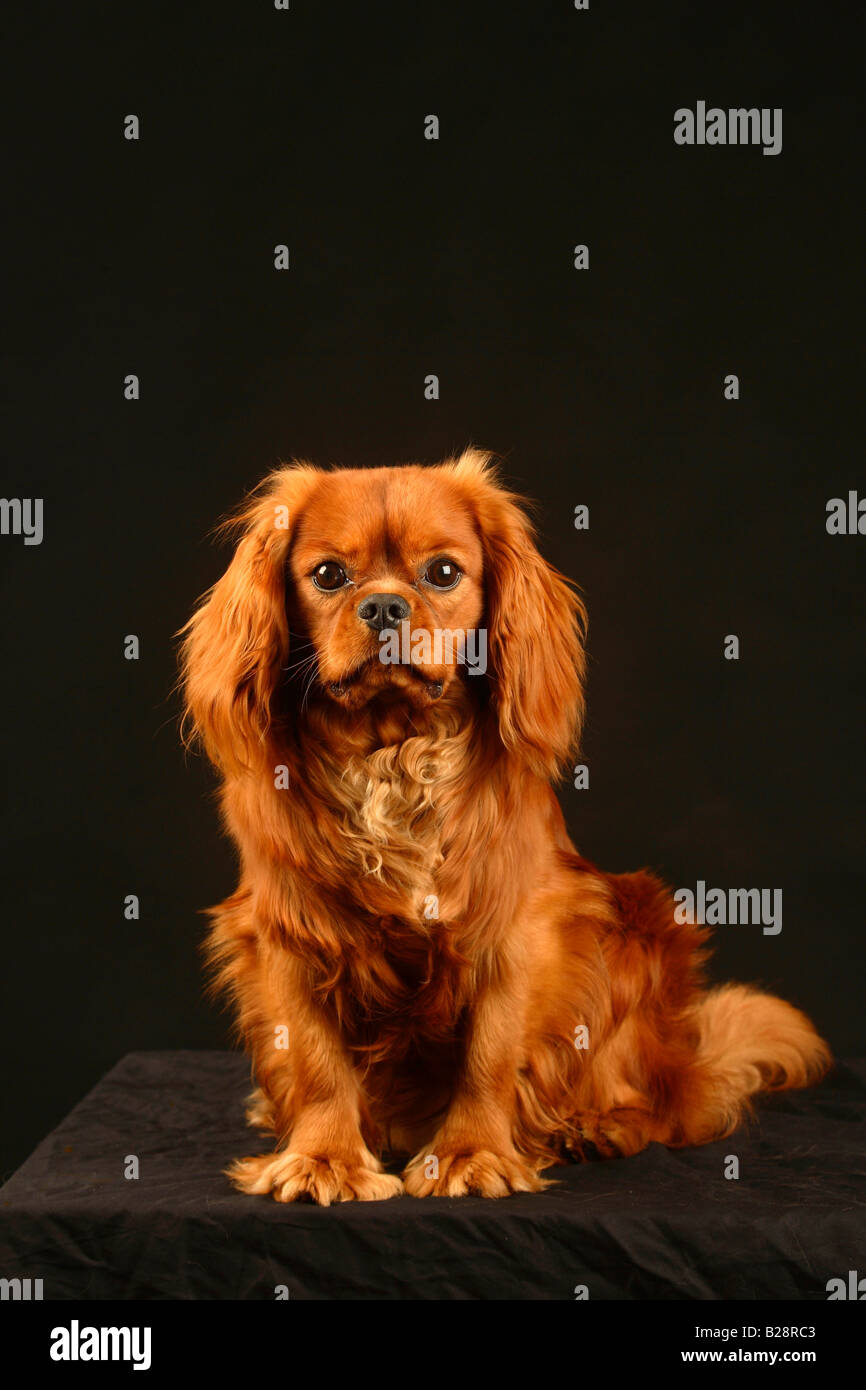 With cavalier king charles ruby hi-res stock photography and images - Alamy