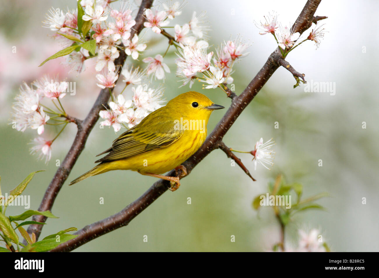 Yellow Warbler in Cherry Tree Stock Photo - Alamy