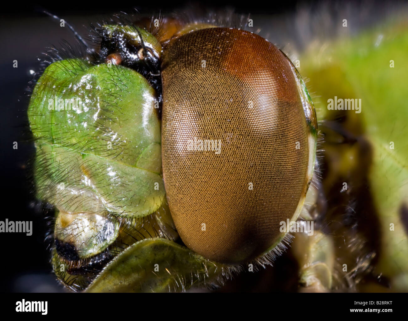 Compound Eye of a Green Clearwing Dragonfly Erythemis simpliciollis ...