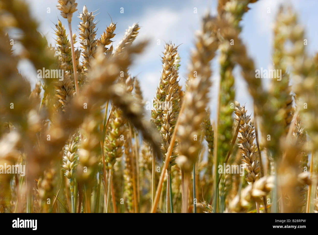 Wheat field close up Stock Photo - Alamy