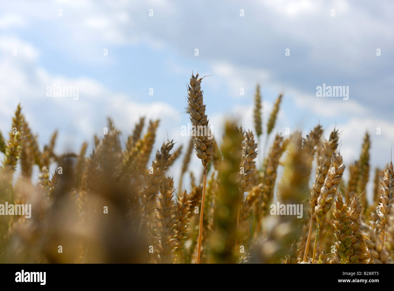 Wheat field close up Stock Photo - Alamy