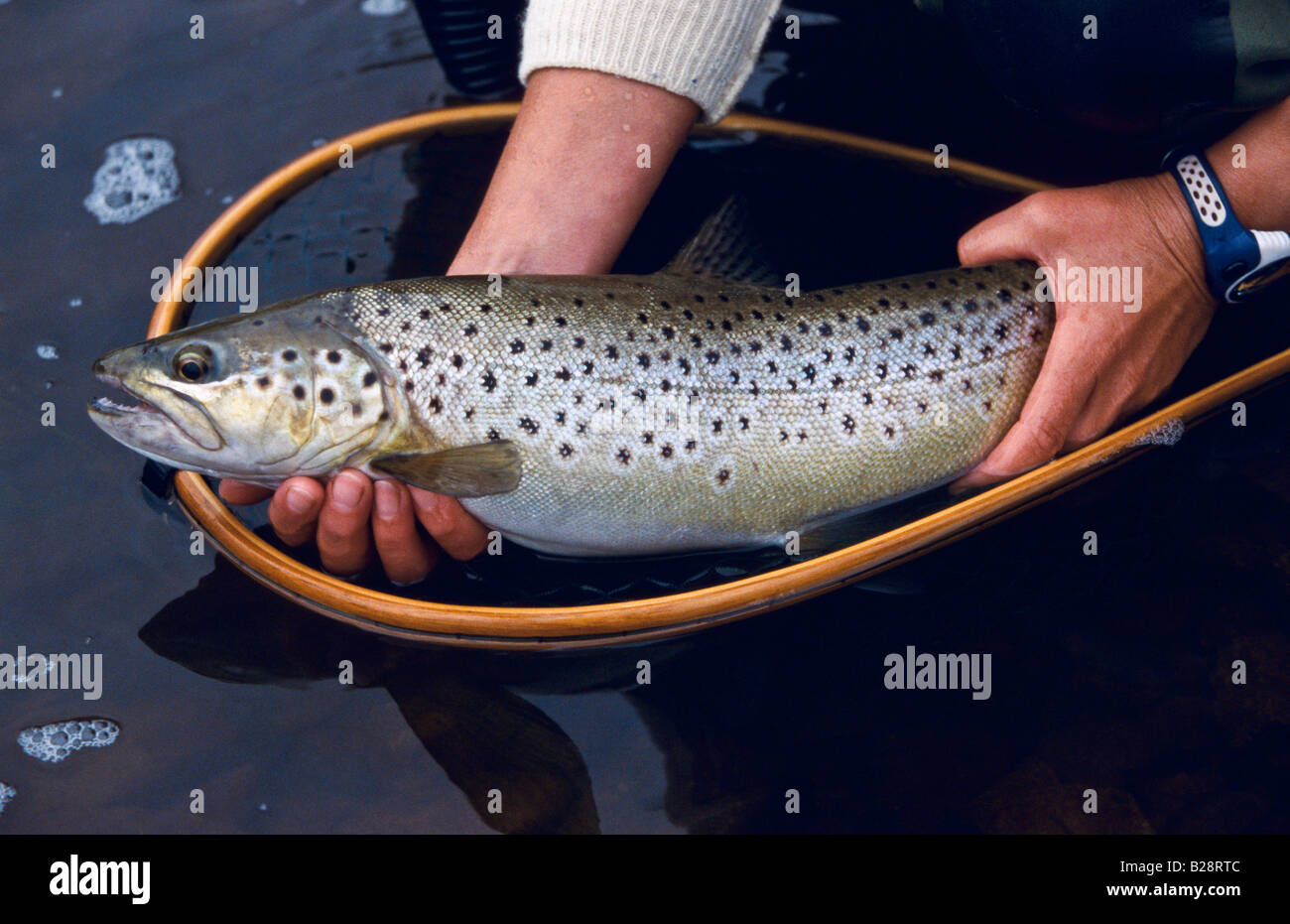 Whopper fish hi-res stock photography and images - Alamy