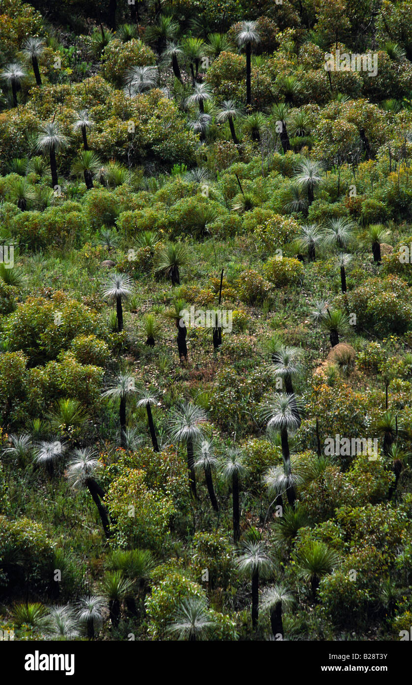 Bushfire regrowth, Western Australia Stock Photo - Alamy