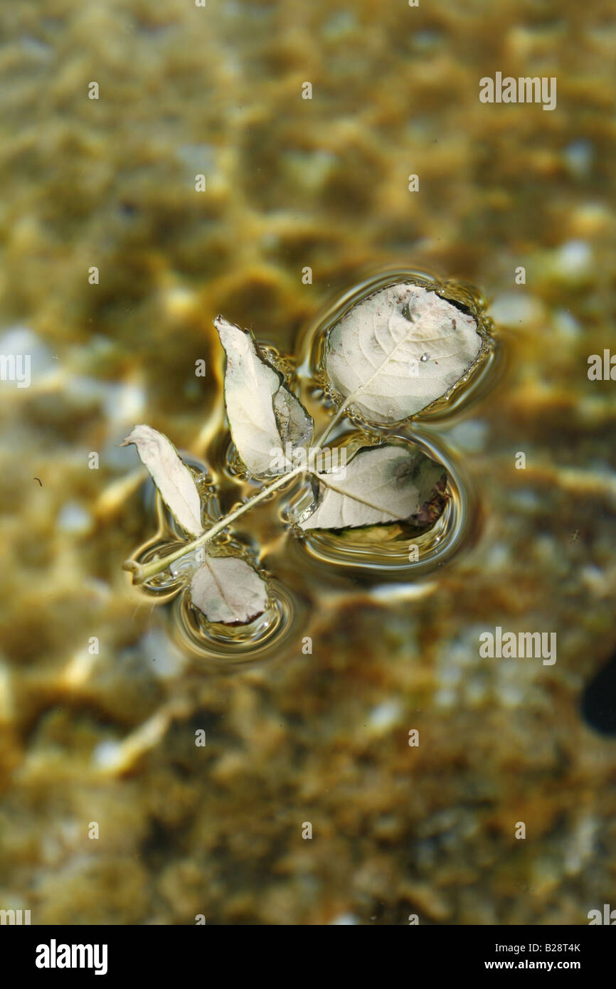 one single fallen leaf floating on lake water Stock Photo - Alamy