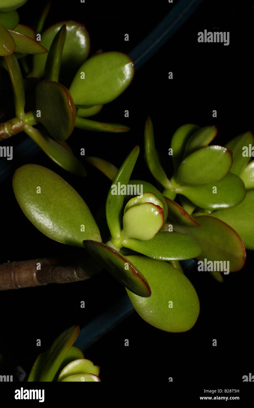 Jade tree hi-res stock photography and images - Alamy