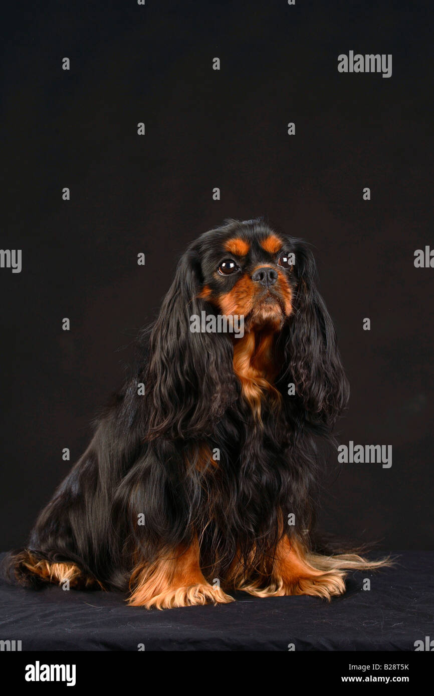 Black and tan spaniel hi-res stock photography and images - Alamy