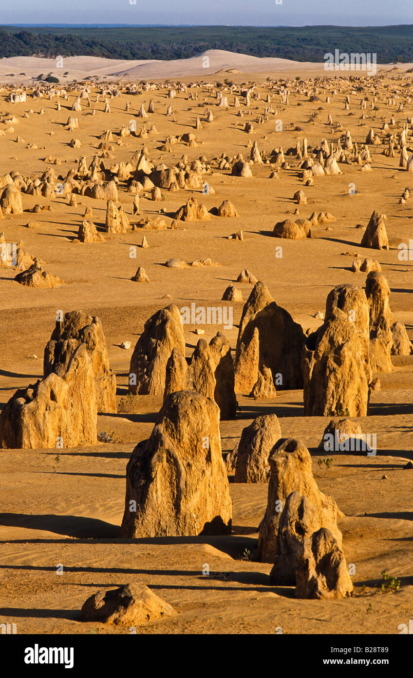 Limestone pillars, Nambung NP Western Australia Stock Photo - Alamy