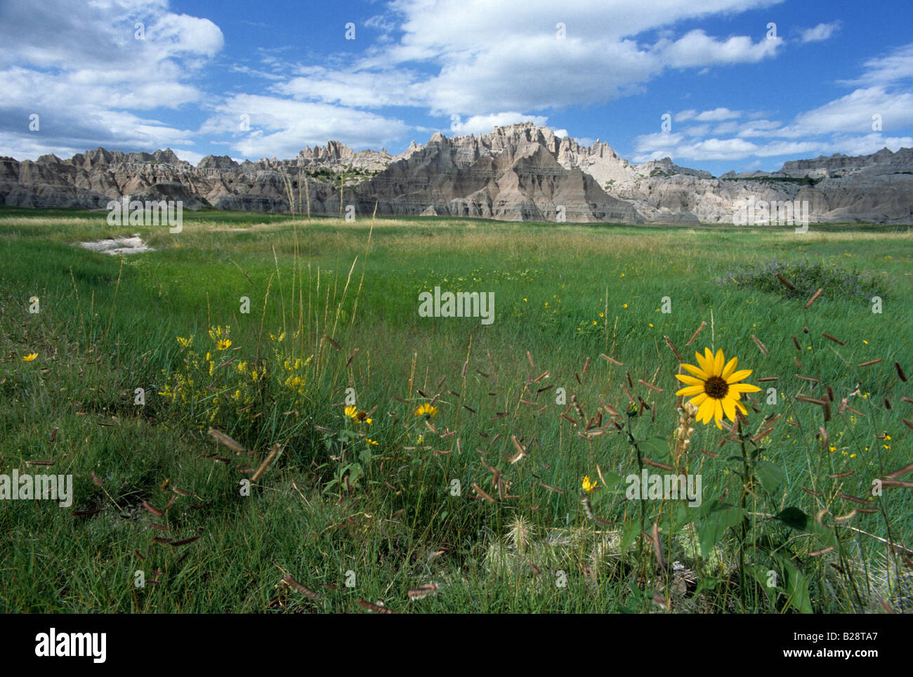 Green grasses in Badlands National Park, South Dakota, USA Stock Photo ...