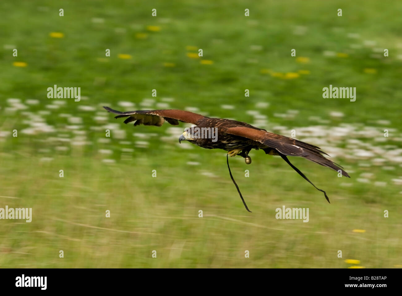 Harris hawk flying hi-res stock photography and images - Alamy