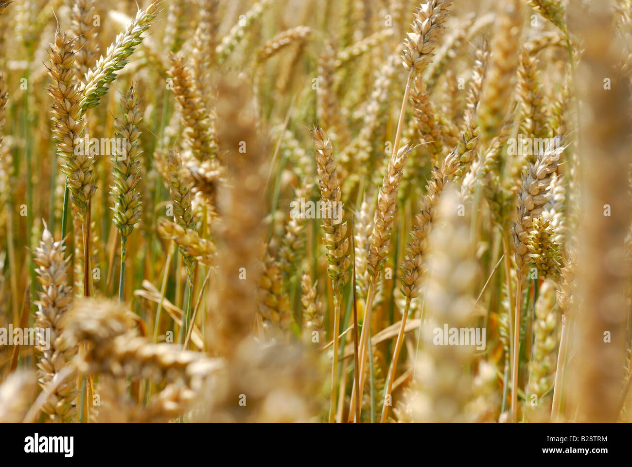 Wheat field close up Stock Photo - Alamy