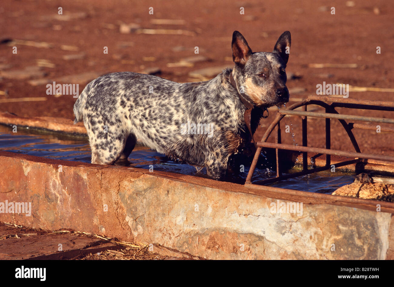 Drinking trough hi-res stock photography and images - Alamy