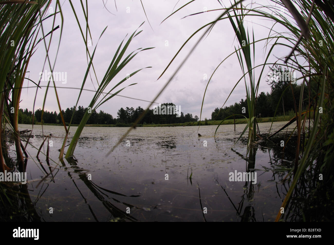 A wide angle view, frog’s eye perspective from the pond on a golf ...