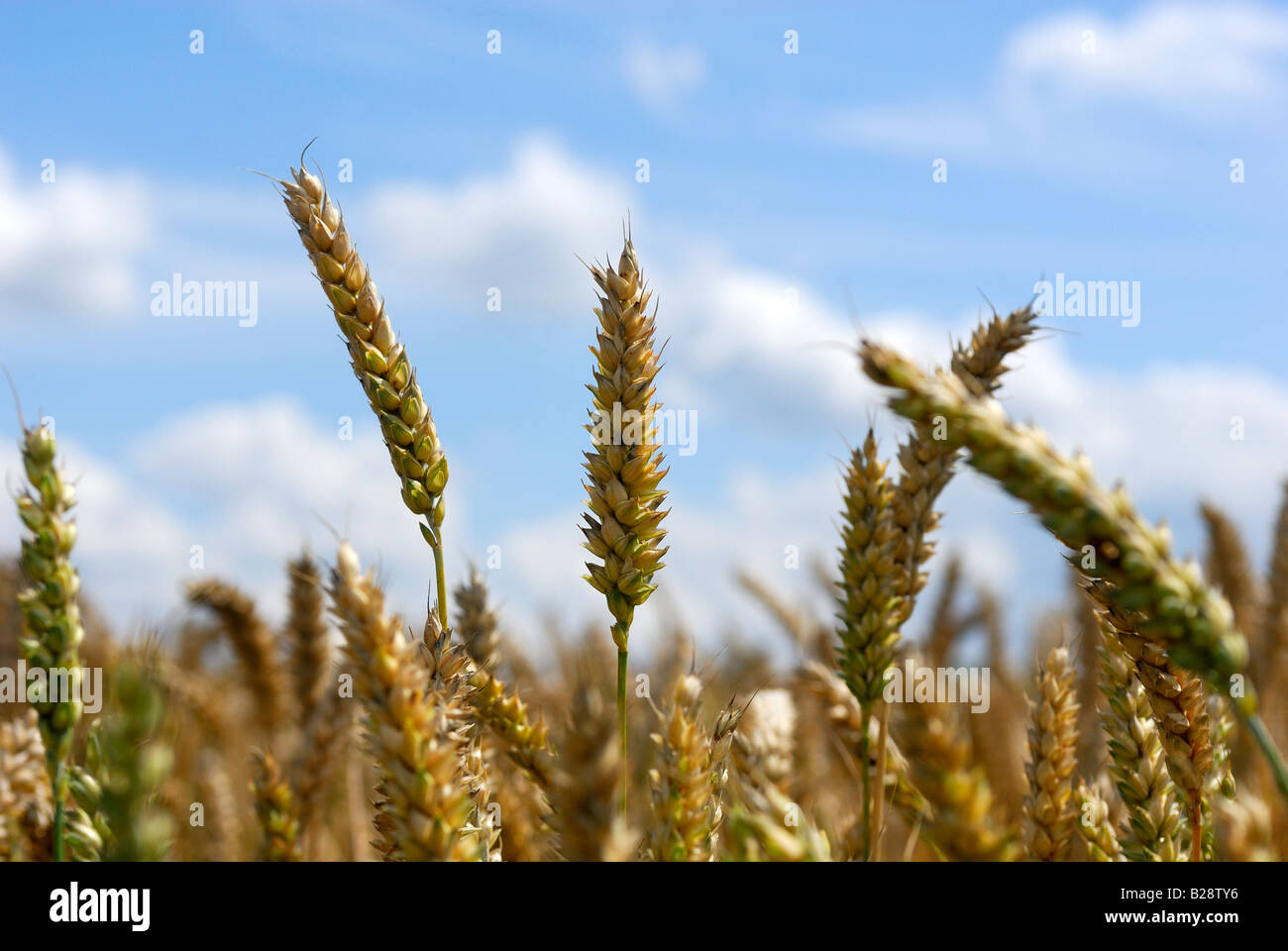 Wheat field close up Stock Photo - Alamy