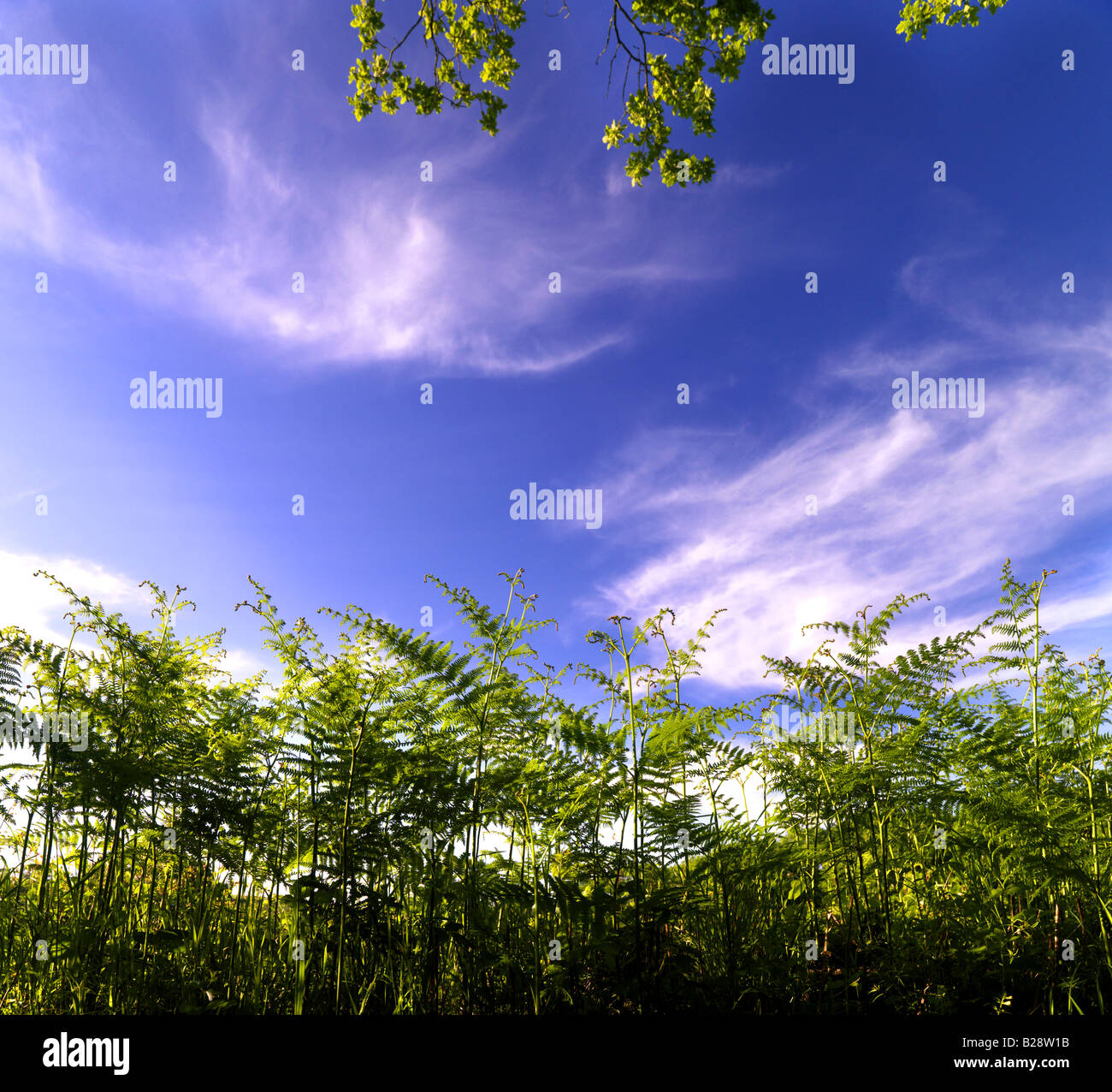 Overhanging tree branches hi-res stock photography and images - Alamy