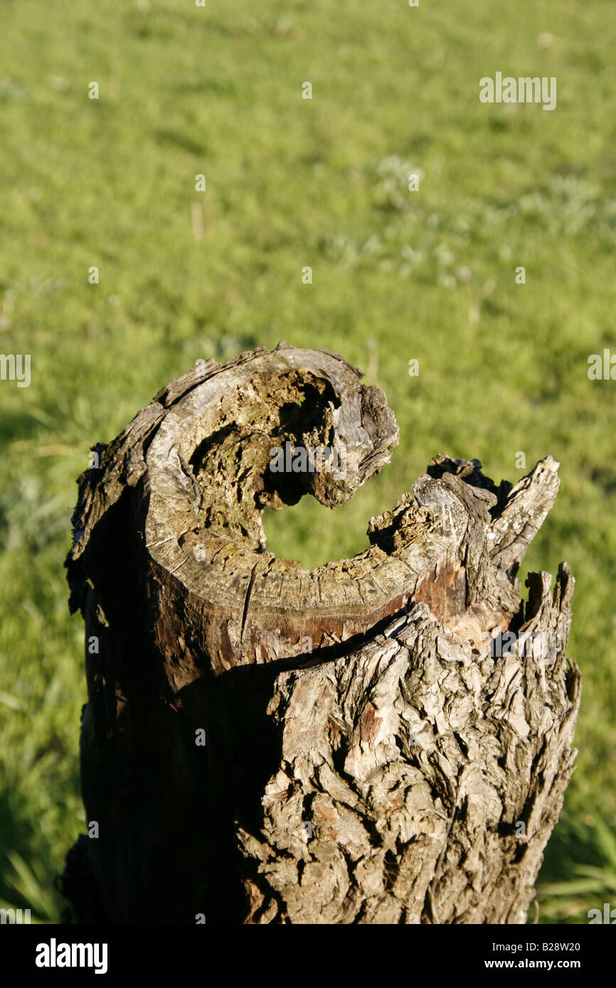 one cut tree top trunk in field in country Stock Photo - Alamy
