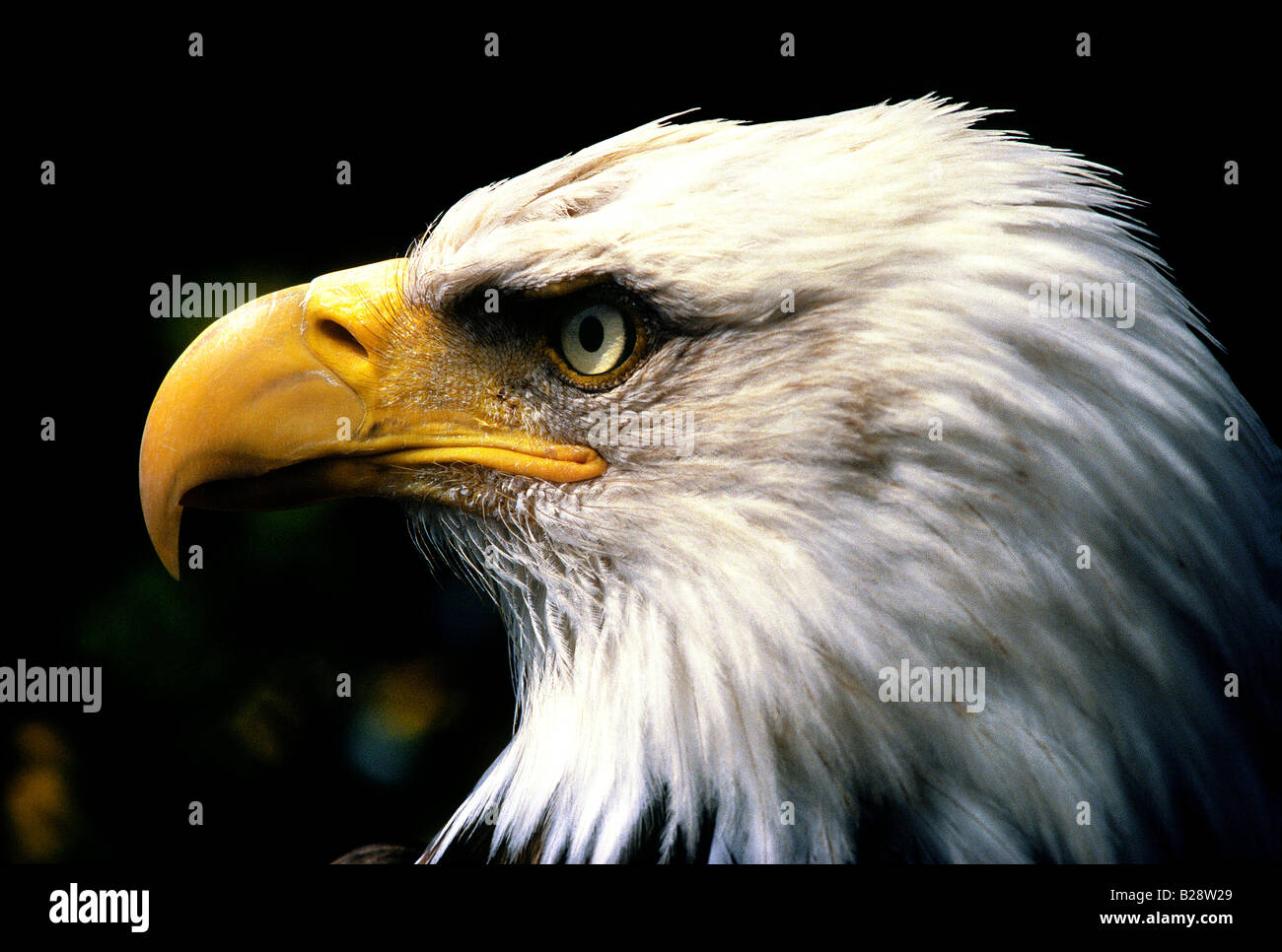 Bald eagle American emblem,sacred bird of the first nation people ...