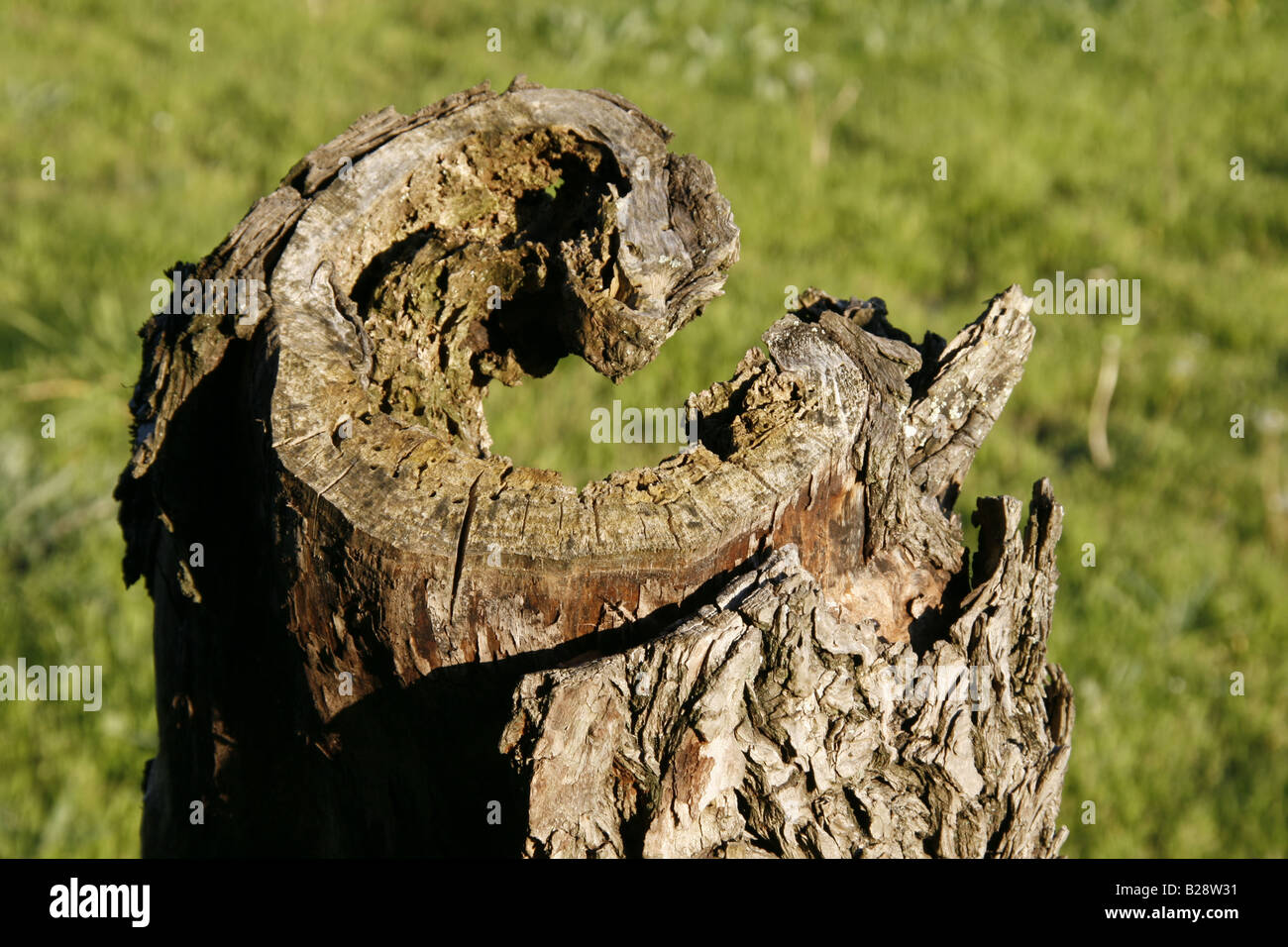Empty vacant concept countryside tree hi-res stock photography and ...