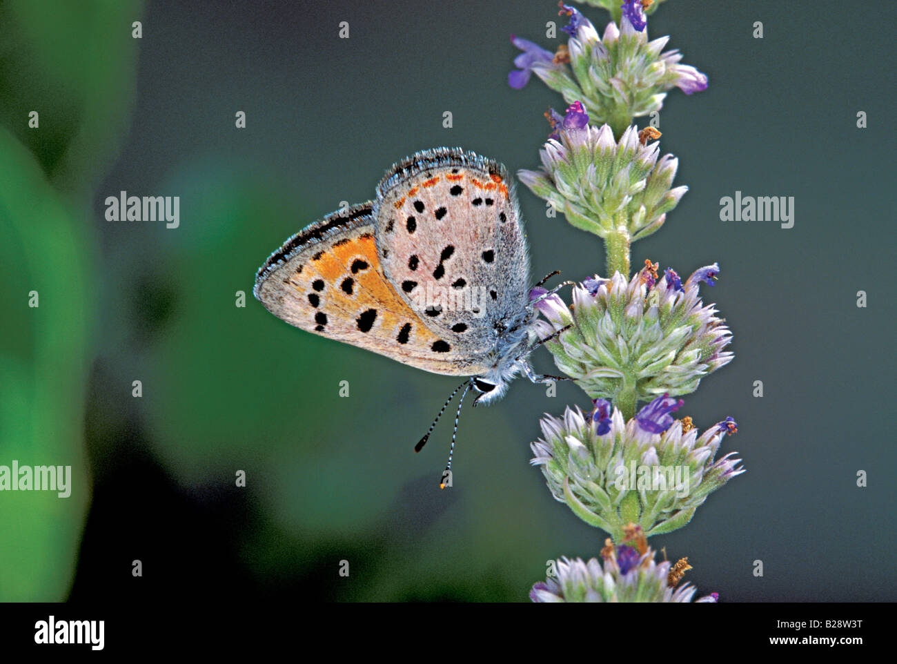 Lustrous Copper Lycaena cupreus Stock Photo - Alamy
