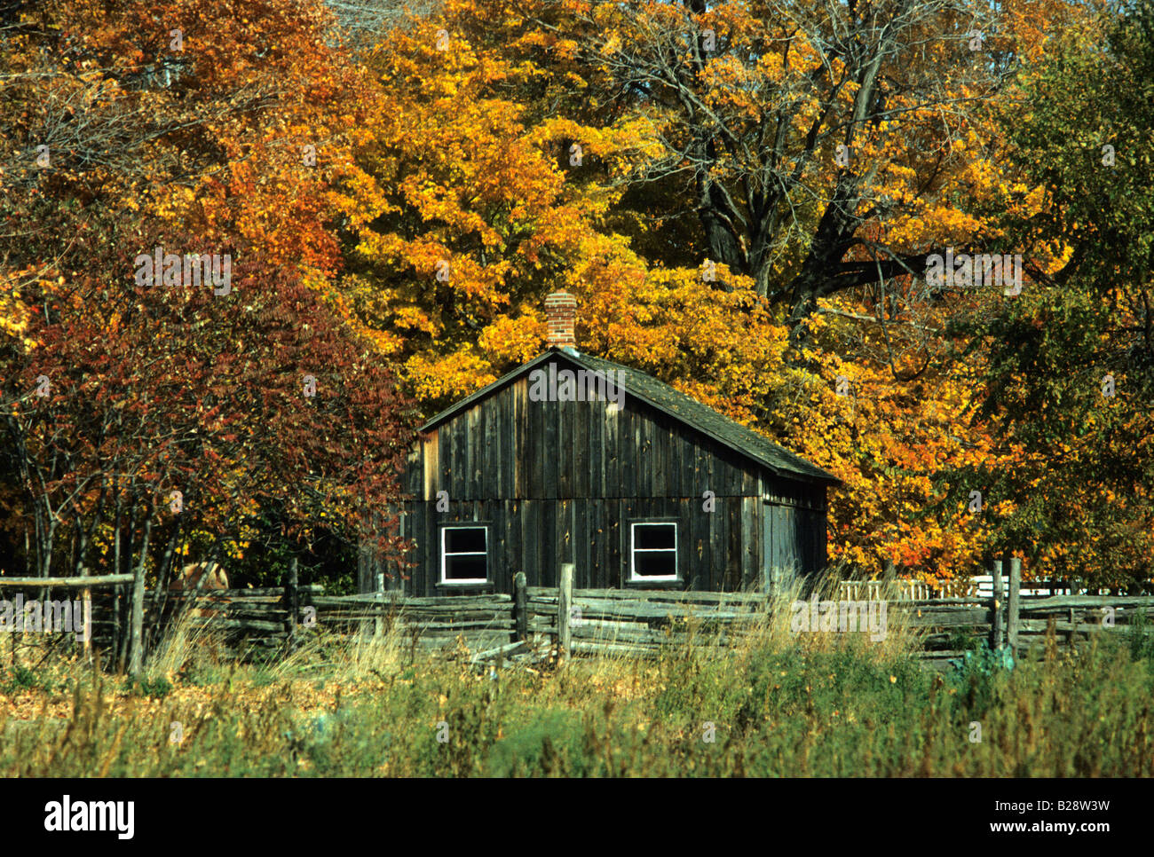The wooden farm building basks in autumn evening light with fall ...