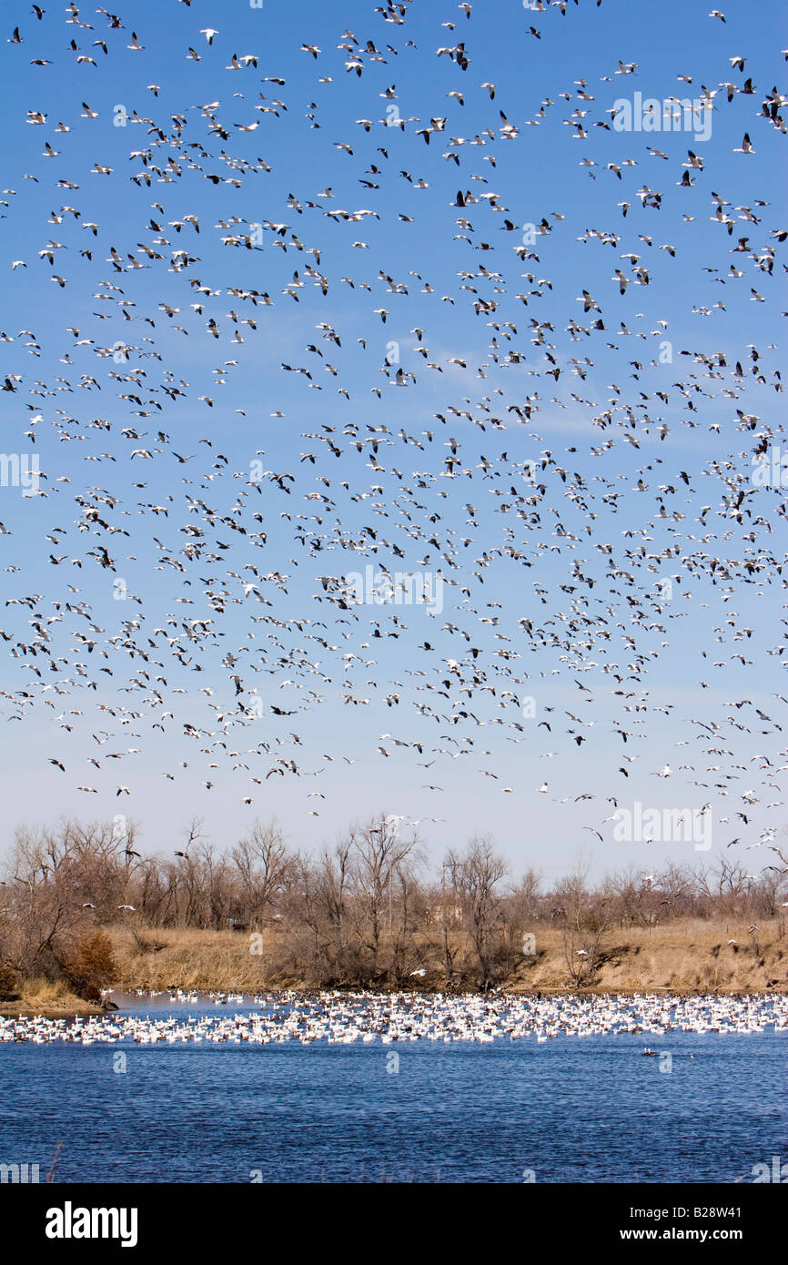Snow goose lake hi-res stock photography and images - Alamy