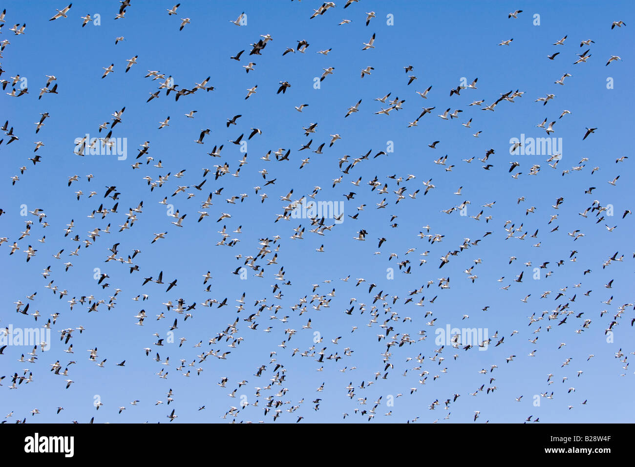 Tens of thousands of canadian snow geese fly in formation overhead in ...