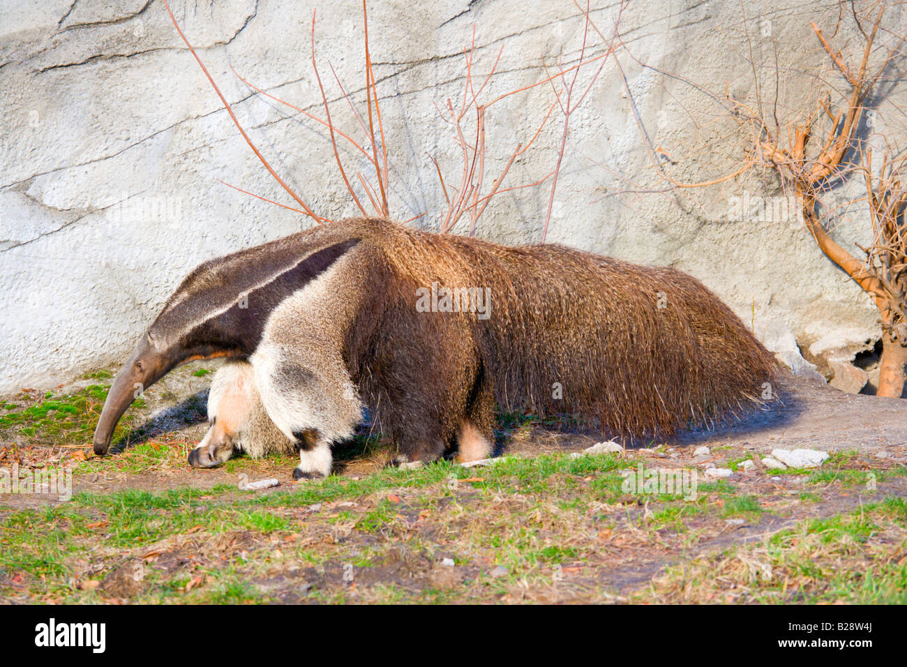 Anteater hi-res stock photography and images - Alamy