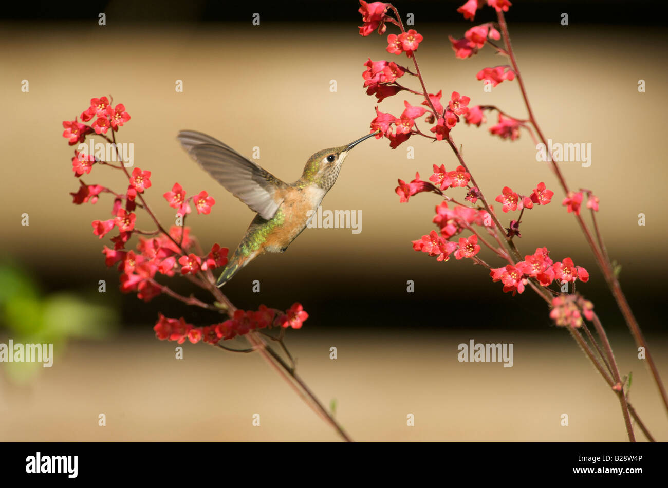 Rufous Hummingbird Selasphorus rufus female feeding from Coral Bells ...