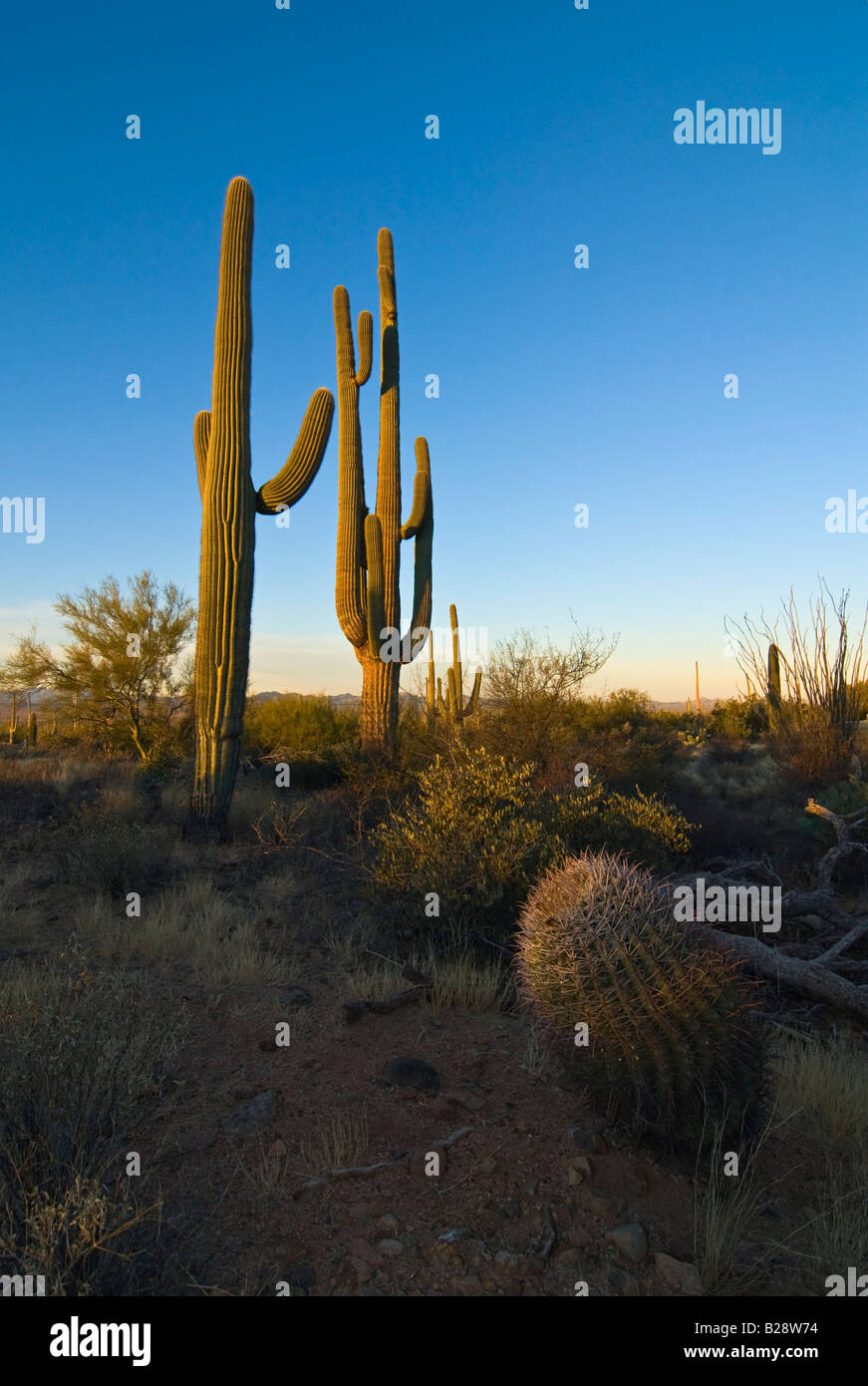 Saguaro Cactus Sunrise Stock Photo - Alamy
