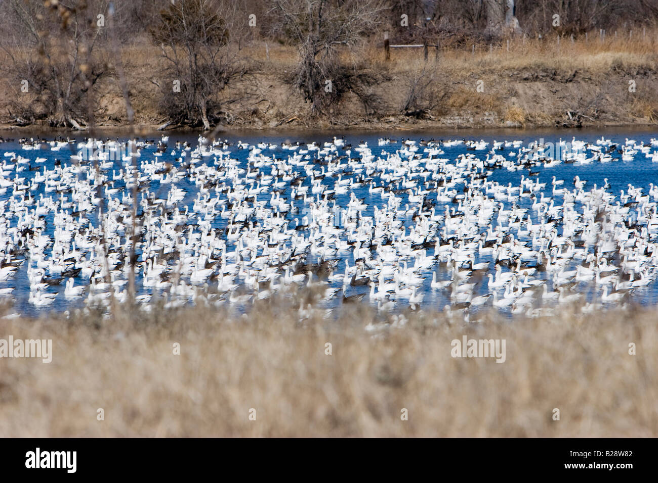 Thousands overpopulation hi-res stock photography and images - Alamy