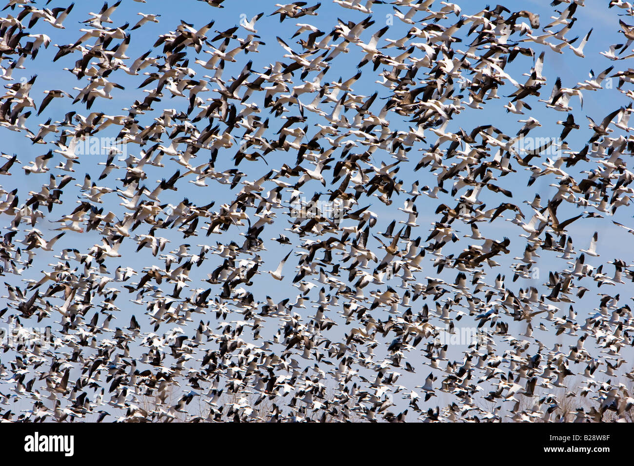 Tens of thousands of canadian snow geese take flight in rural Nebraska ...