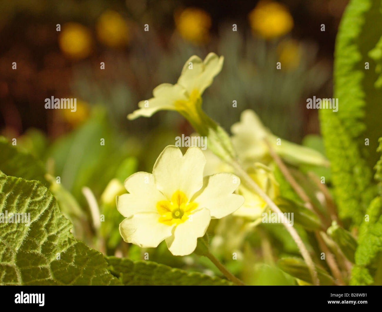 Primrose Primula vulgaris Spring Flower Flora fauna East Anglia Great ...