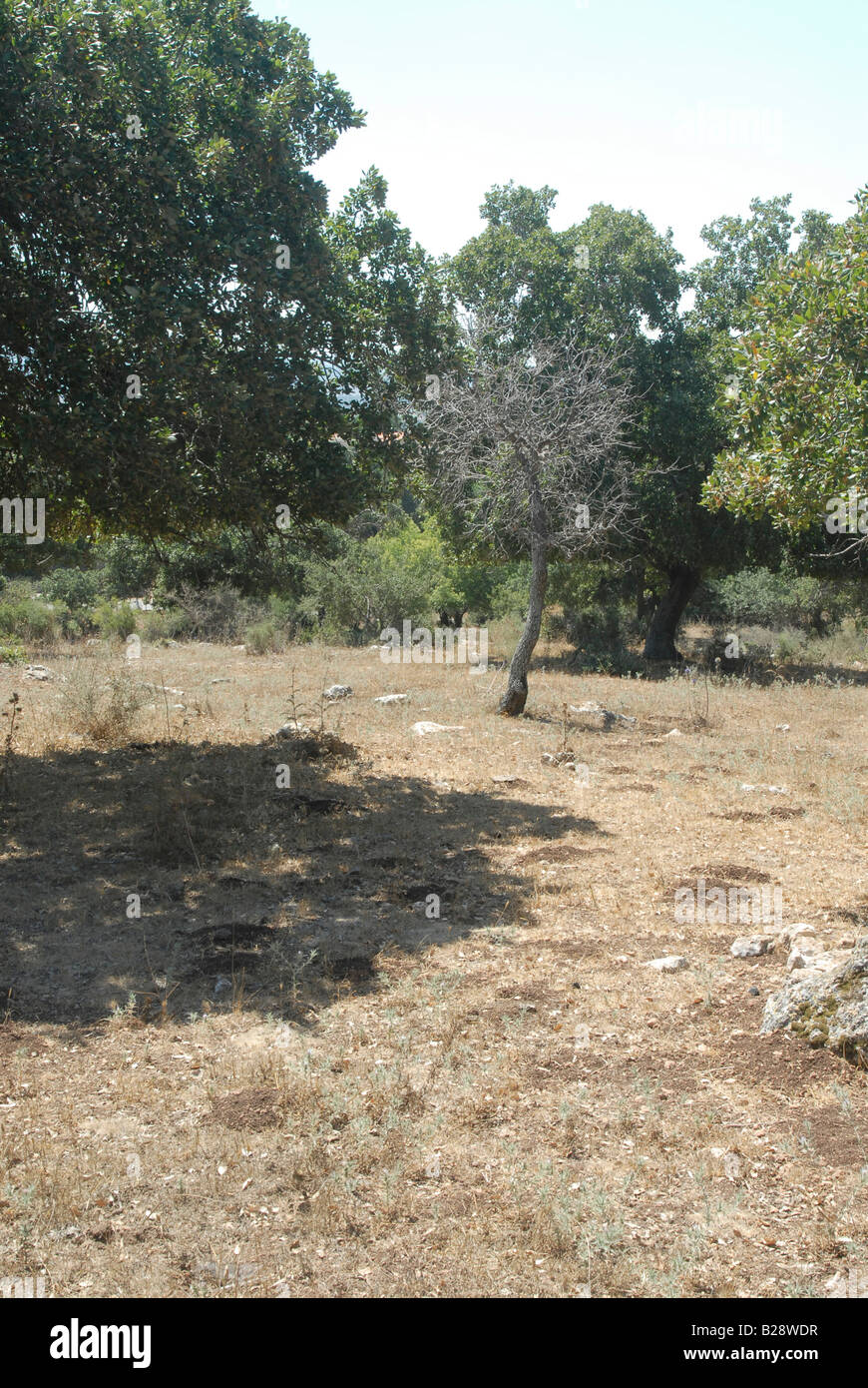 Israel Galilee Alonei Abba a natural forest of Oak trees Quercus ...