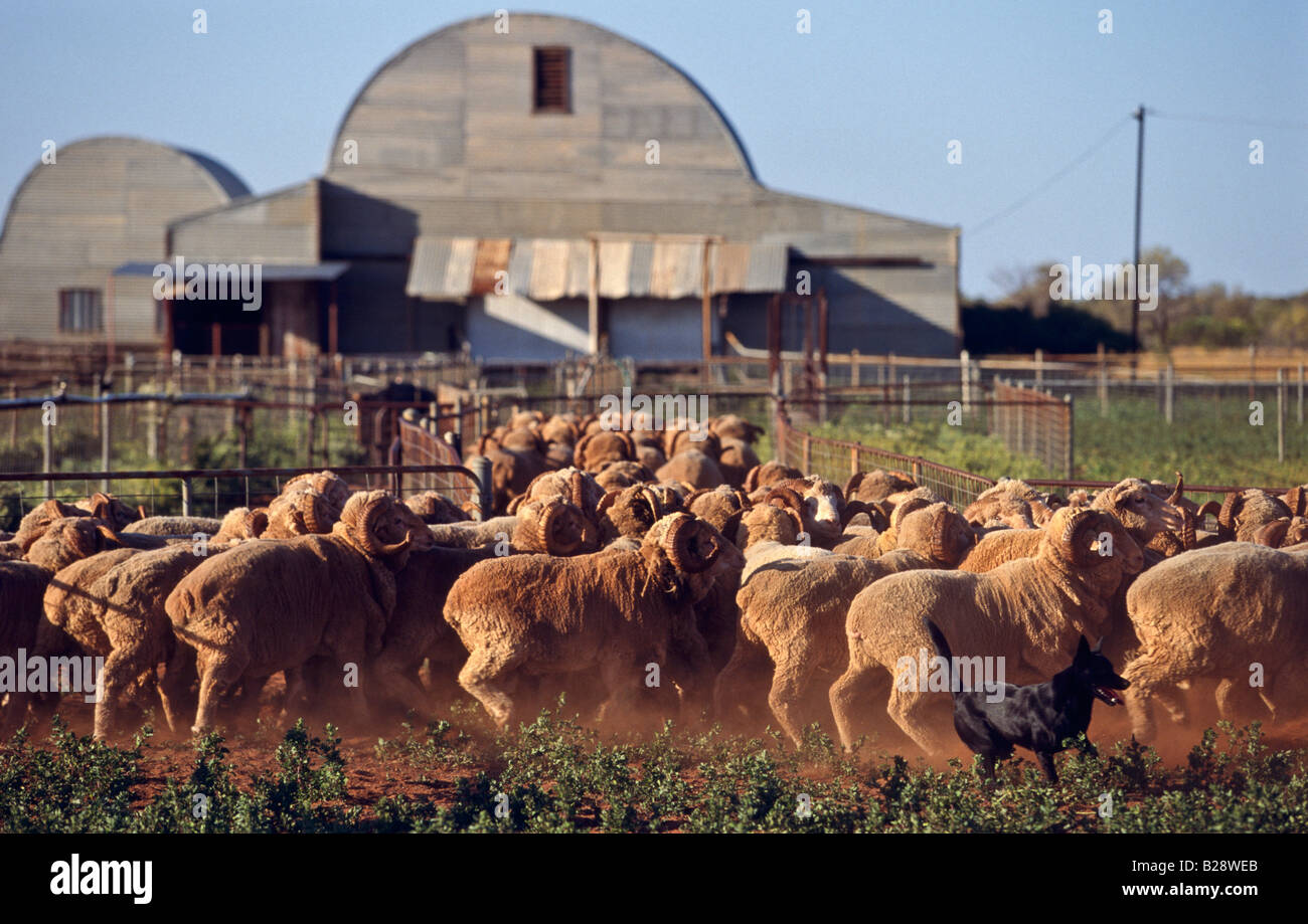 Mustering sheep Western Australia Stock Photo - Alamy