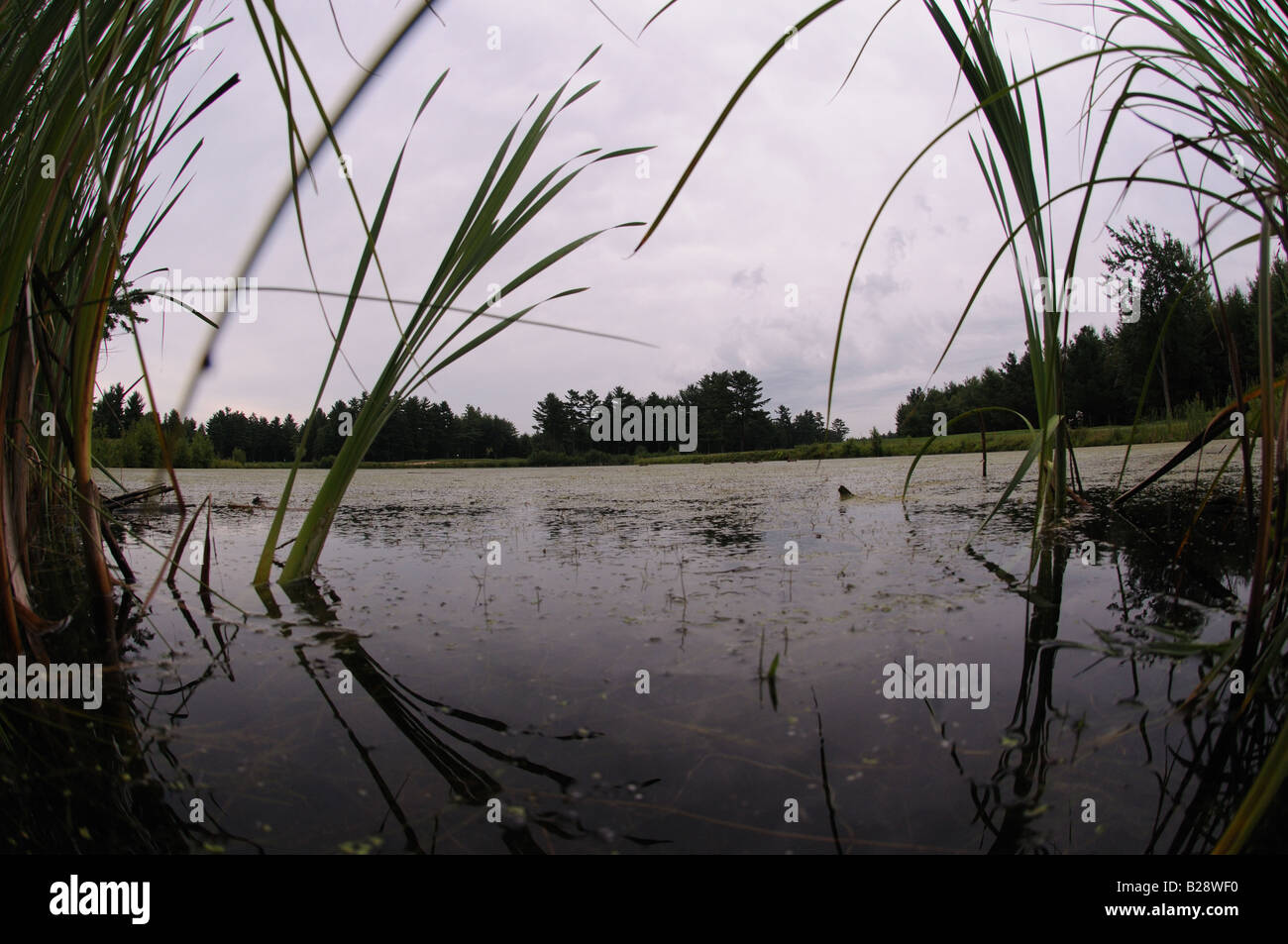 Putter fish hi-res stock photography and images - Alamy