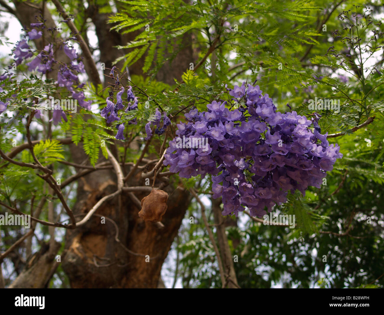 Jacaranda tree petals hi-res stock photography and images - Alamy
