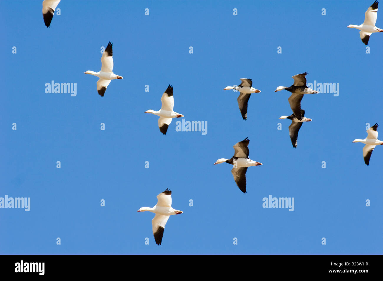 Snow geese fly overhead in rural Nebraska 3 11 2008 Stock Photo - Alamy