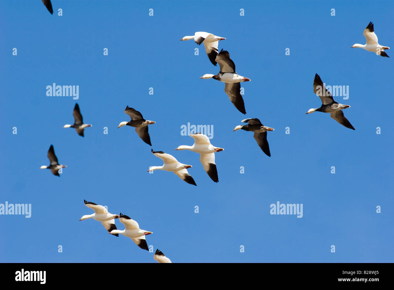 Geese overhead hi-res stock photography and images - Alamy