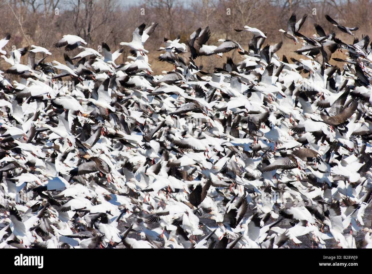 Tens of thousands of canadian snow geese take flight in rural Nebraska ...