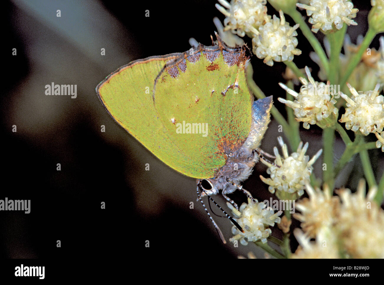 Long-winged Greenstreak Cyanophrys longula west of Yecora Sonora MEXICO ...