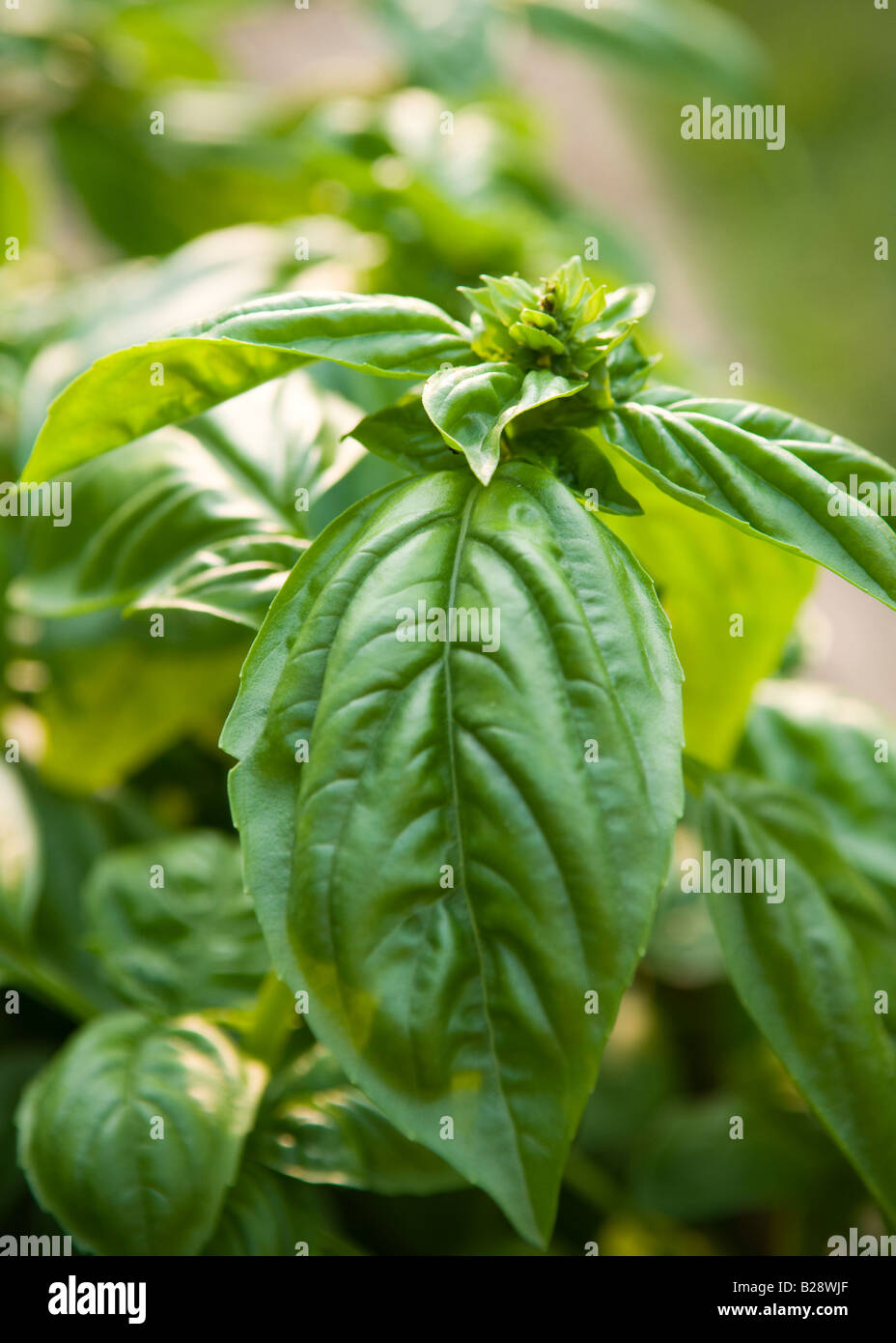 Greek basil hi-res stock photography and images - Alamy